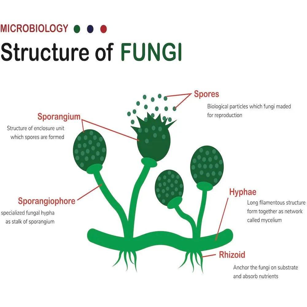 What Is Mould, Exactly? Understanding Causes & How It Grows